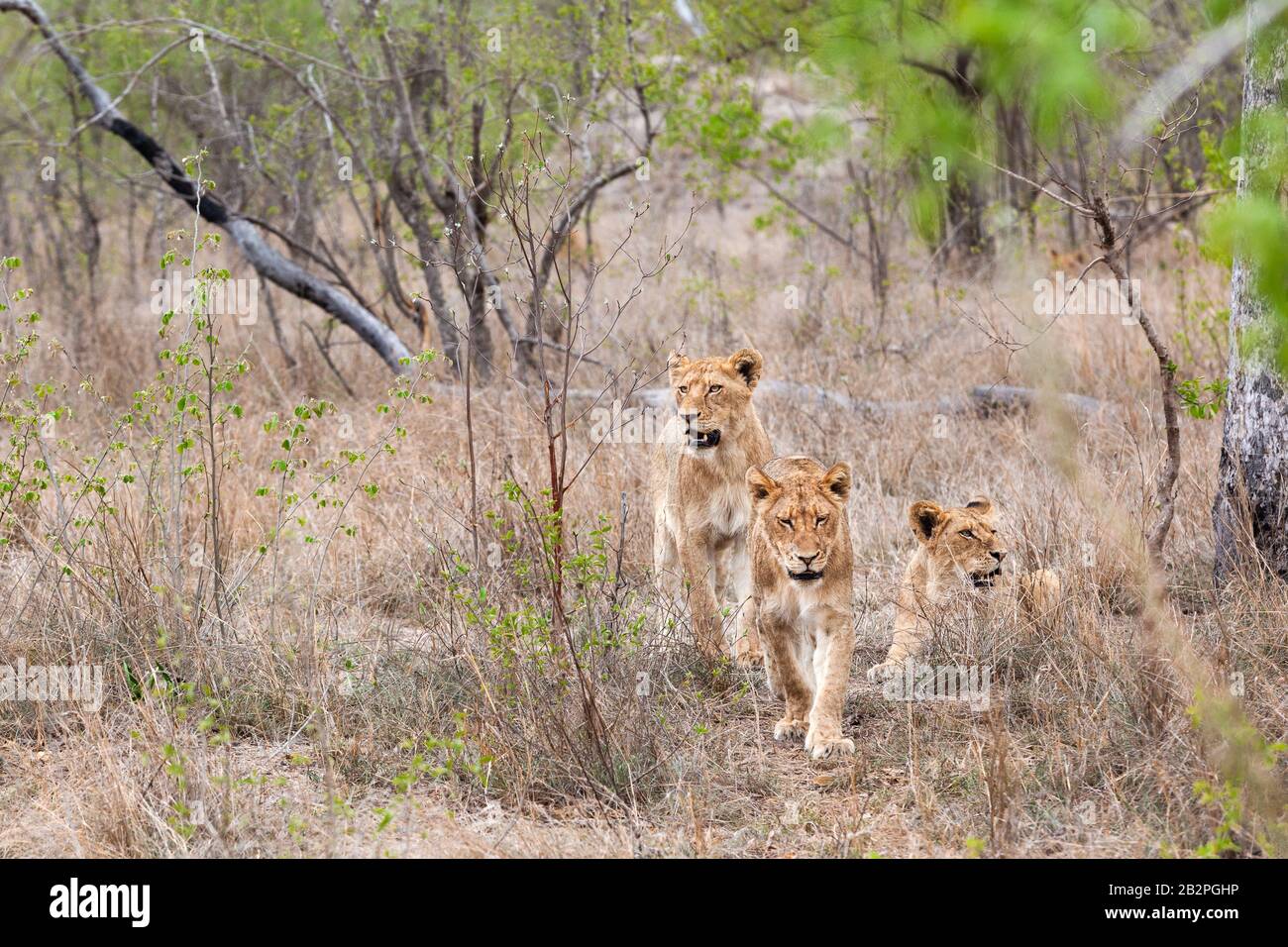 tree lions resting in bush after hunt in south Africa Kruger park Stock ...