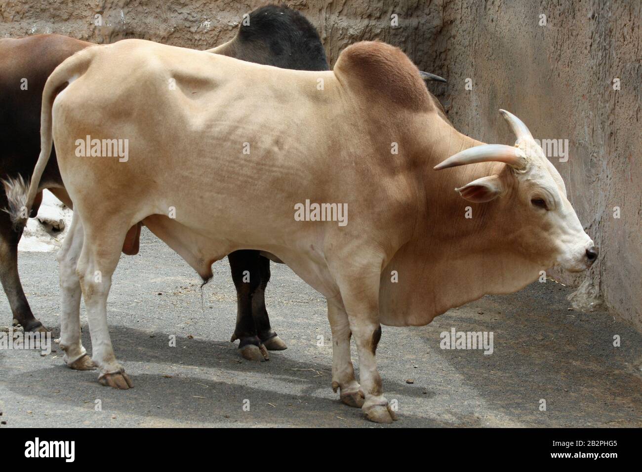 Zebu rind hi-res stock photography and images - Alamy