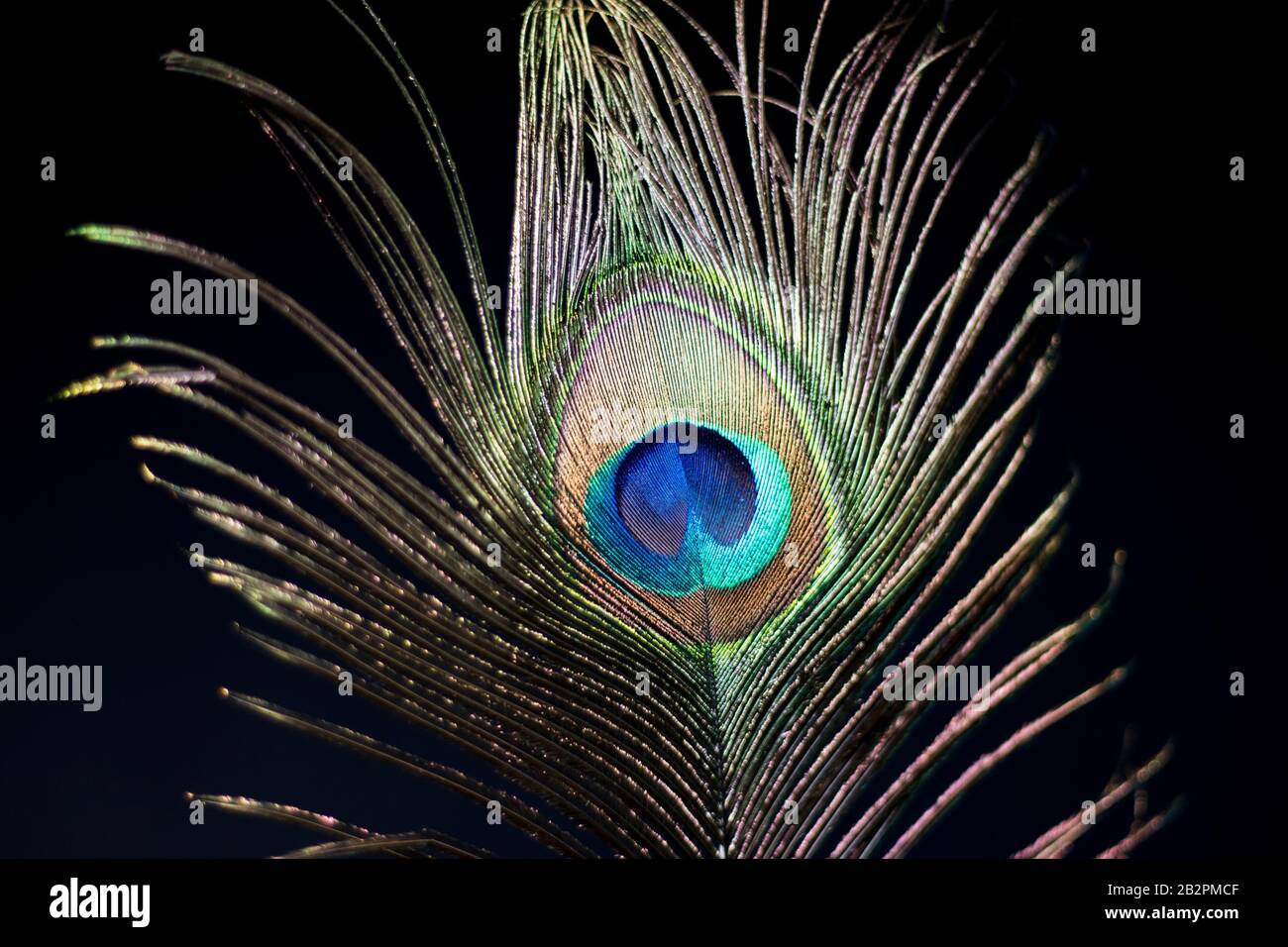 Beautiful peacock feather close up. Pretty feather from peacock bird ...