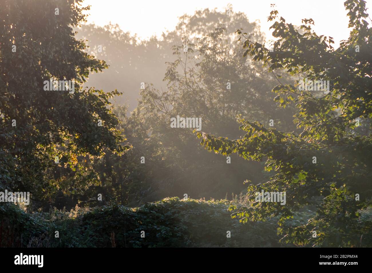 Warwickshire forest hi-res stock photography and images - Alamy