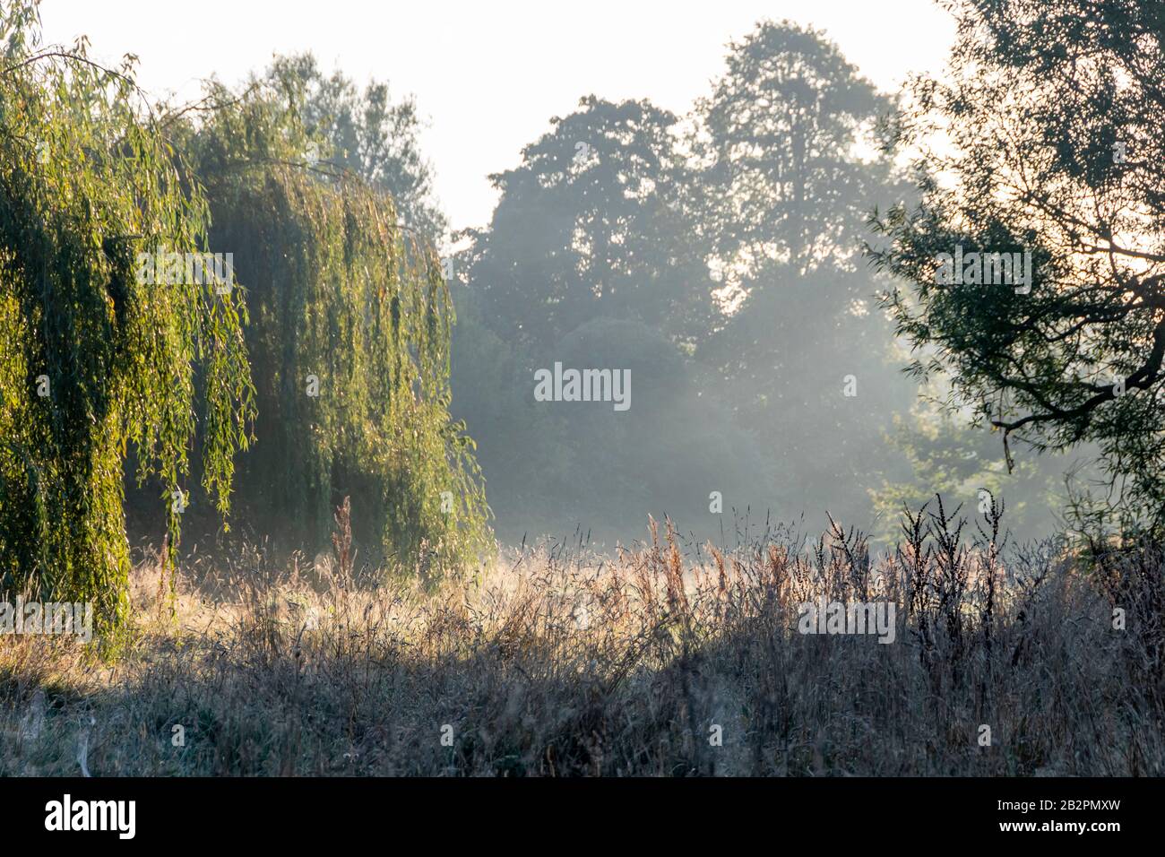 Warwickshire forest hi-res stock photography and images - Alamy