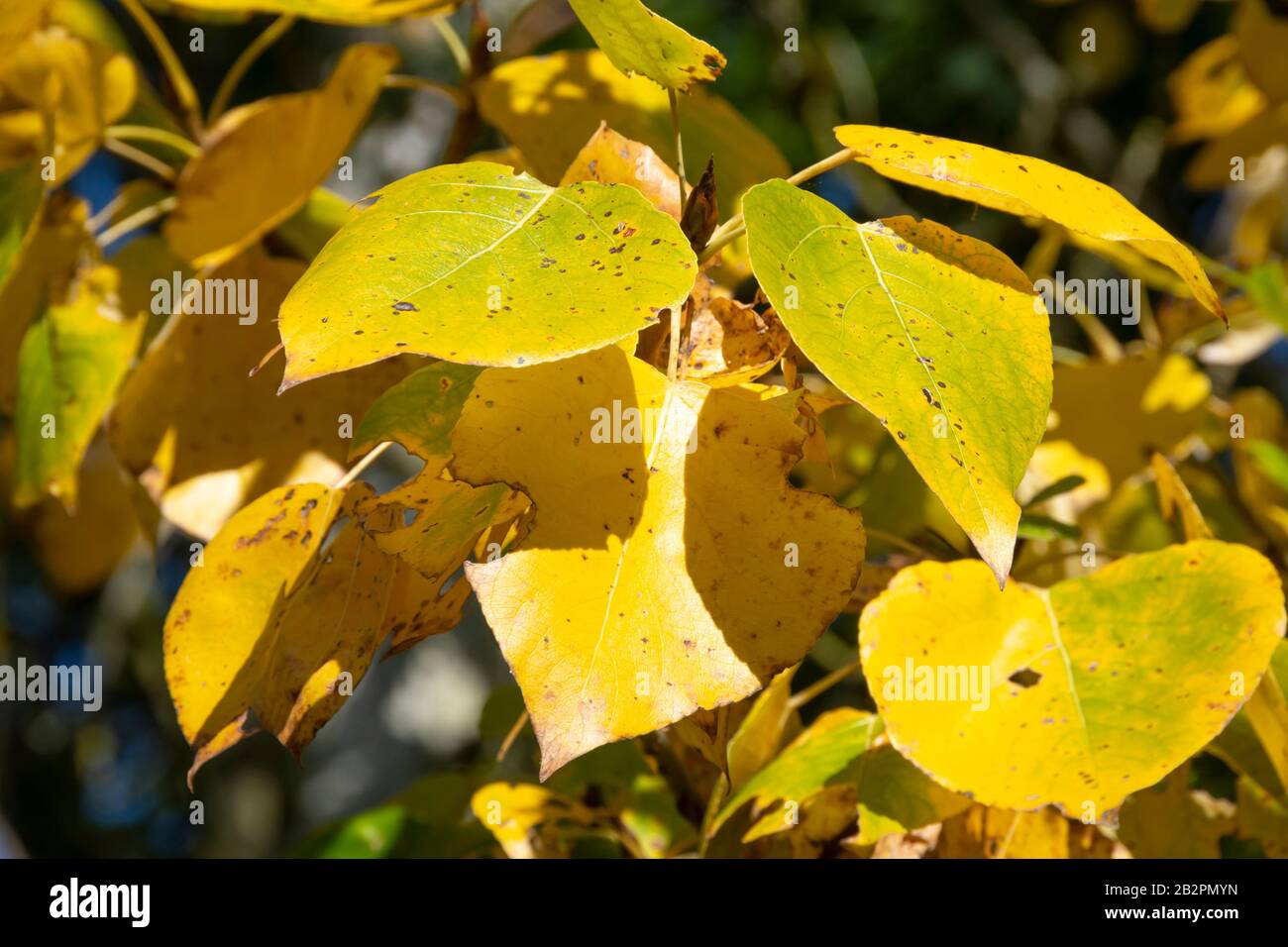 Ryton pools country park, warwickshire hi-res stock photography and ...
