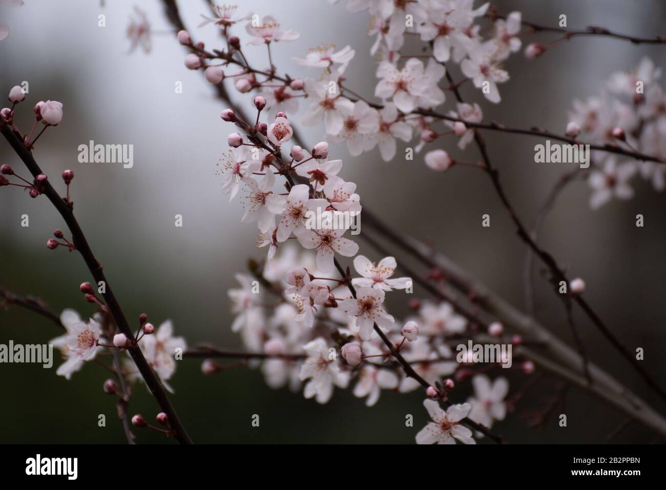 Tree march hi-res stock photography and images - Alamy