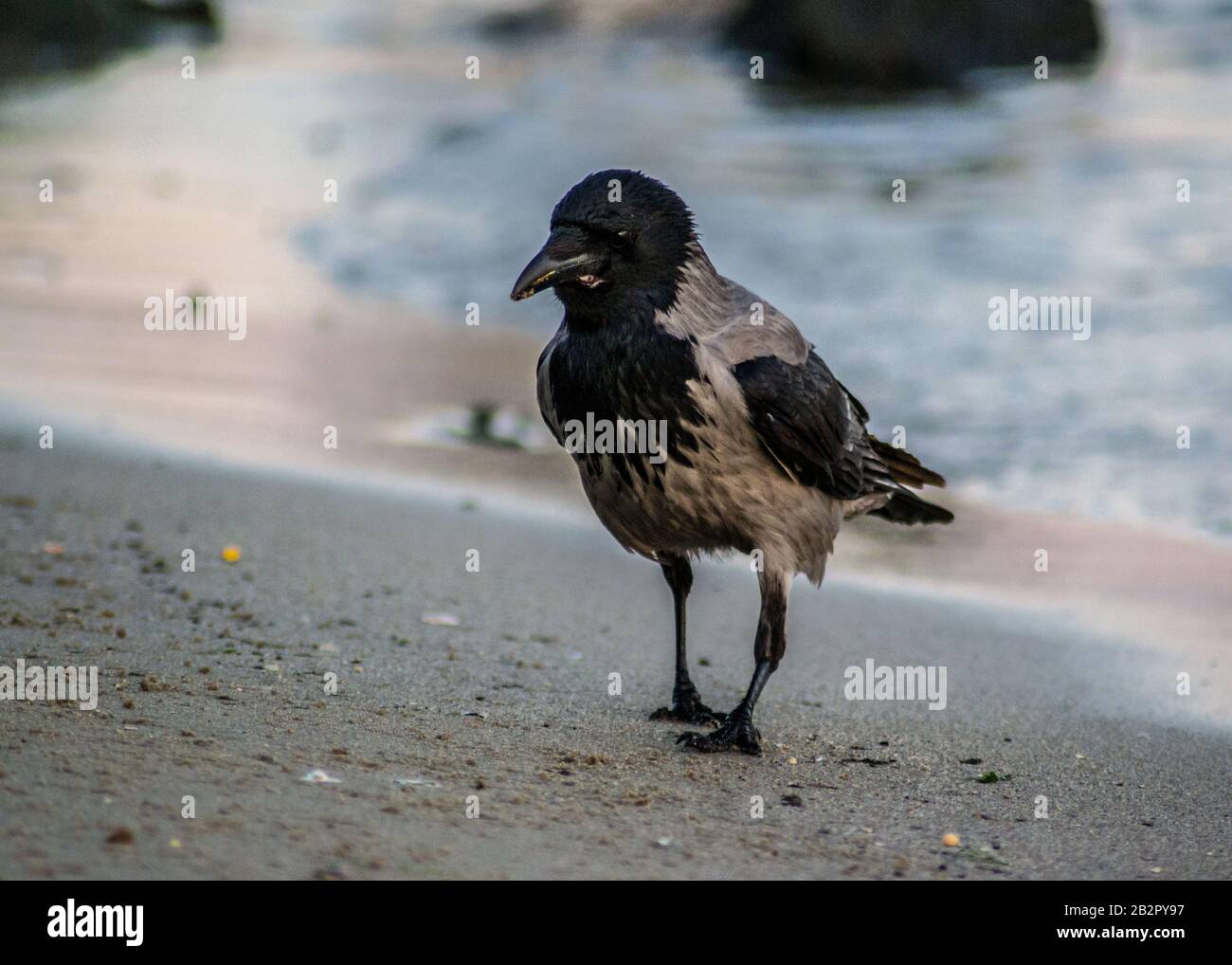 Wing Walking High Resolution Stock Photography and Images - Alamy