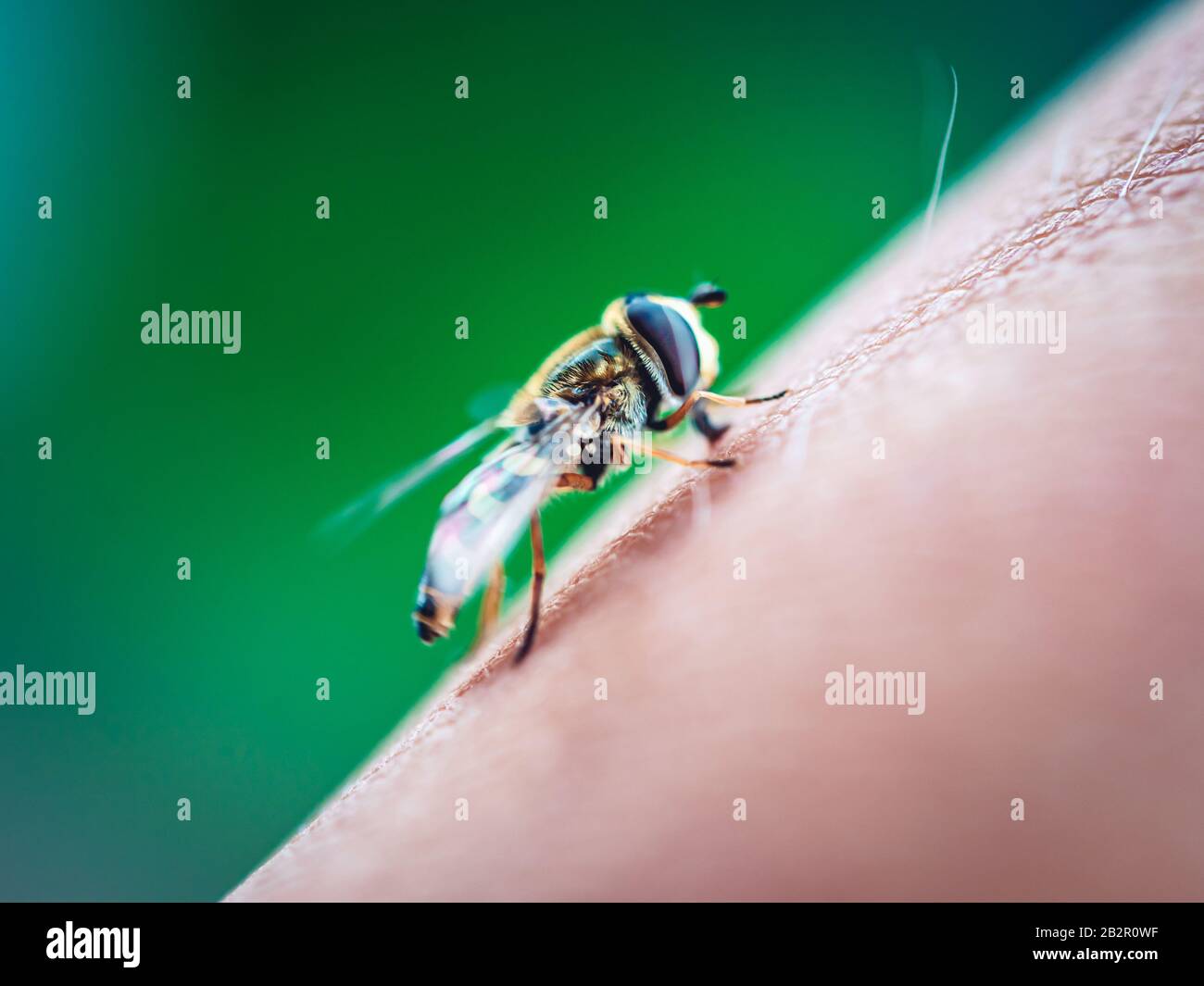 Macro photography shot of a bee sitting on the human skin with a blurry ...