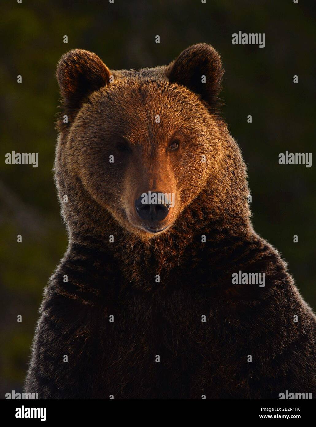 Close up portrait of Brown bear in the winter forest at sunset. Front ...
