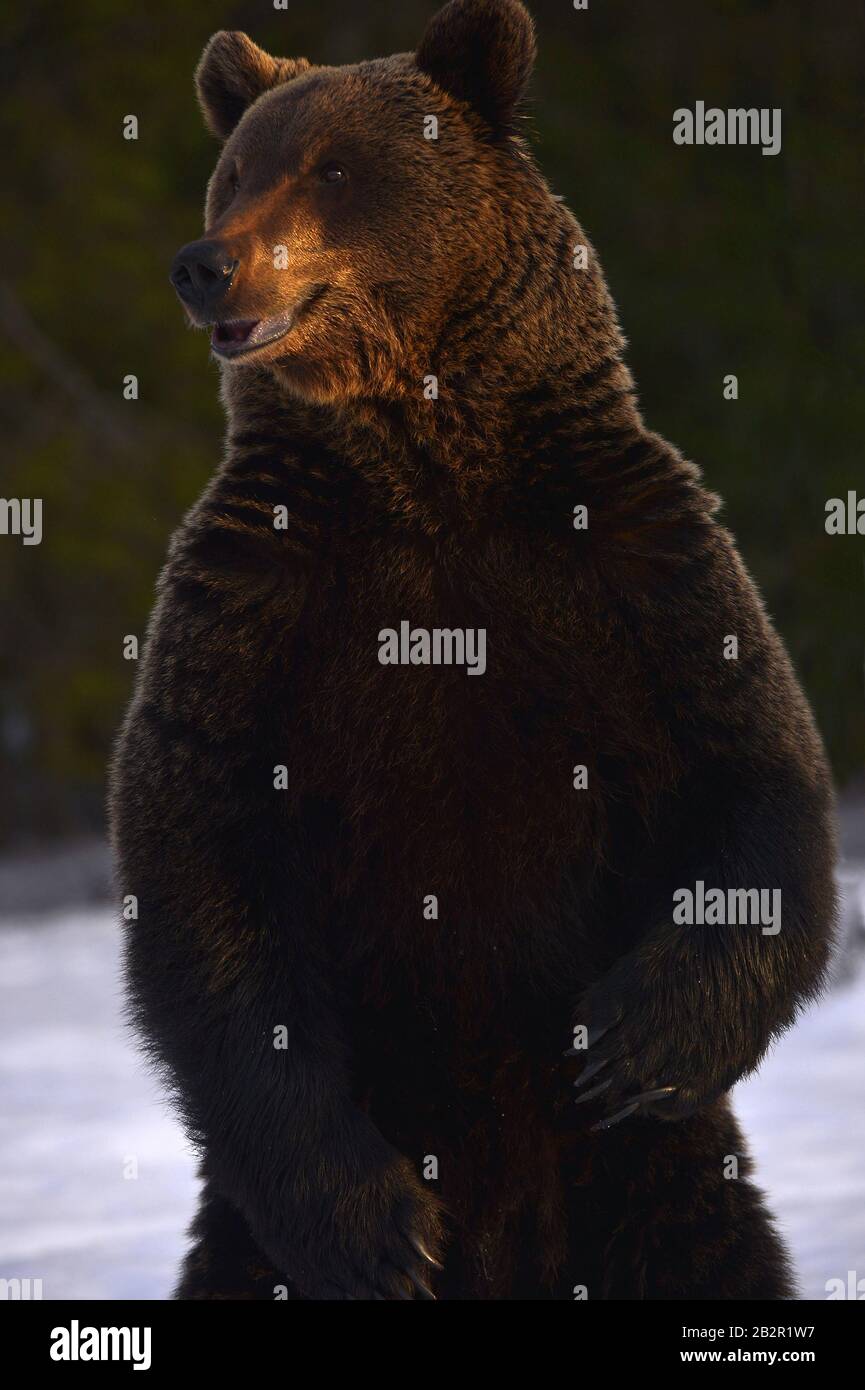 Close up portrait of Brown bear in the winter forest at sunset. Front ...