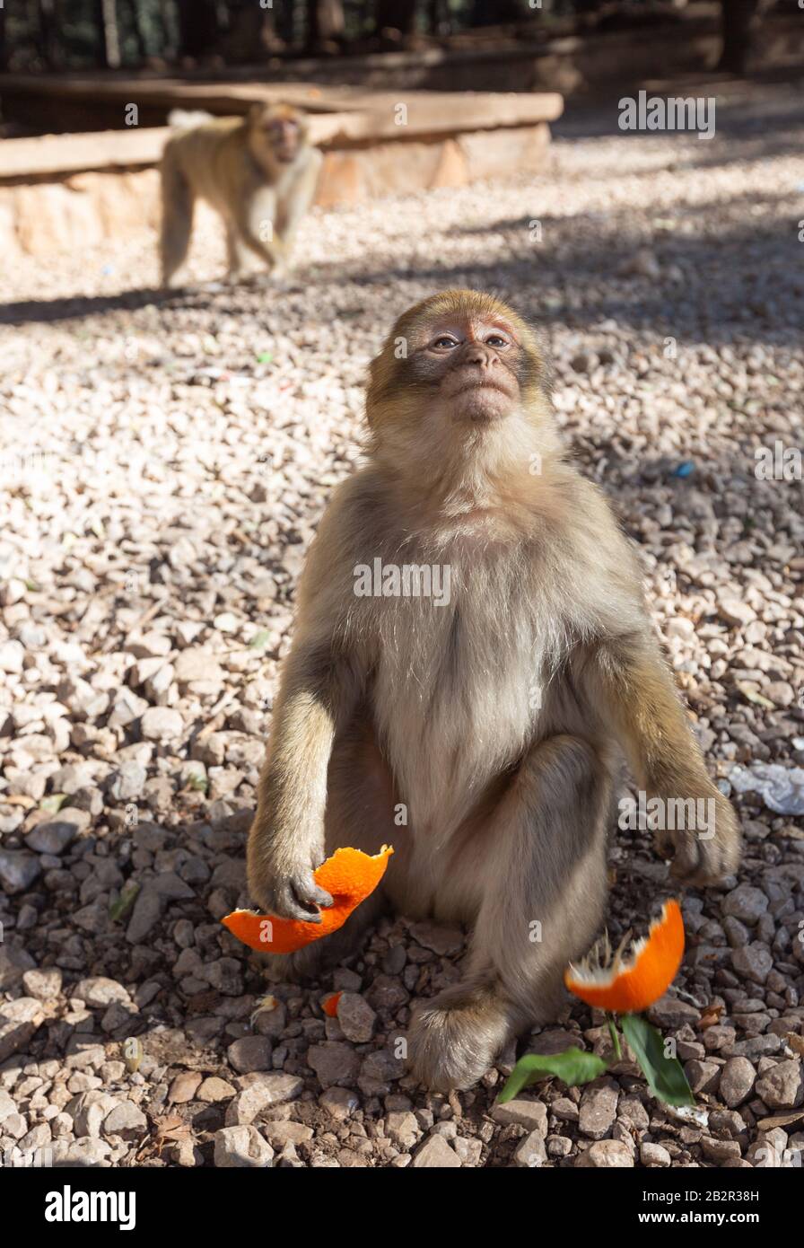 Mandarin monkey hi-res stock photography and images - Alamy