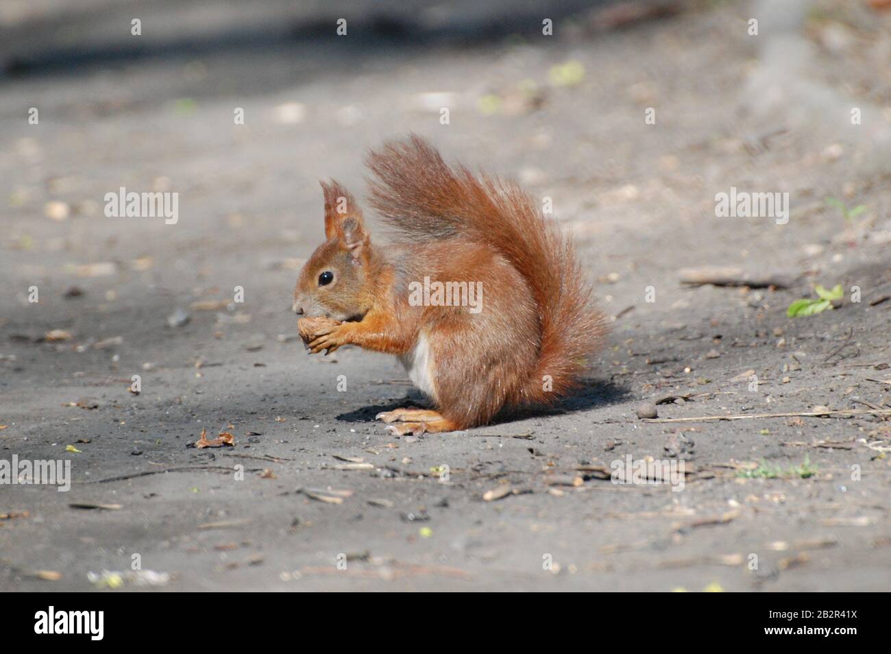 Red squirrel eating nut Stock Photo - Alamy