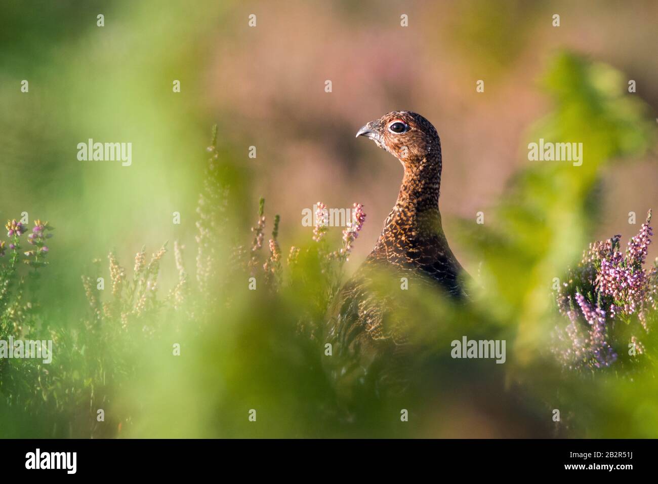 Common grouse in grass hi-res stock photography and images - Alamy