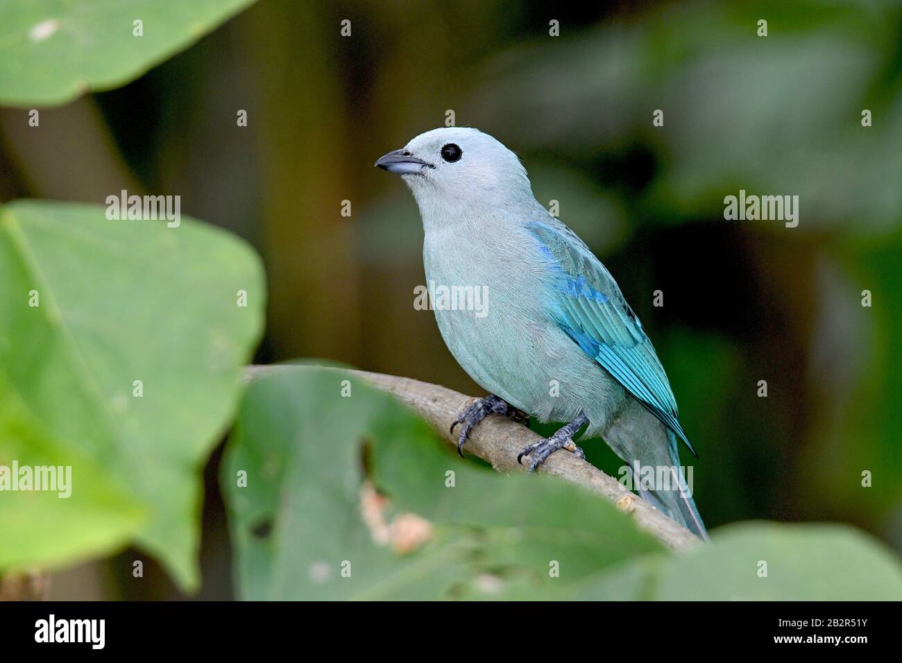 Blue grey tanager Stock Photo - Alamy