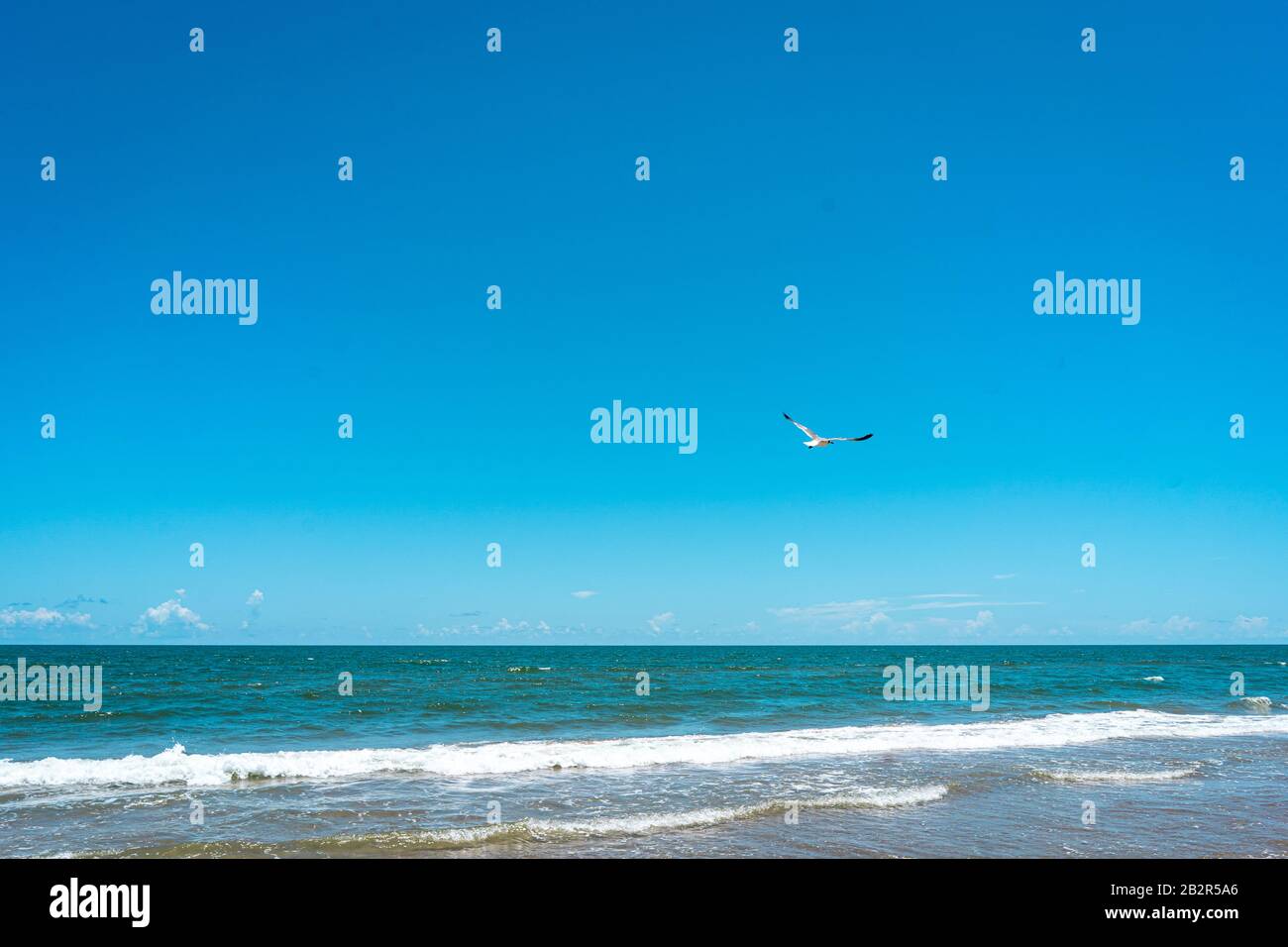 Gulf coast bird hi-res stock photography and images - Alamy