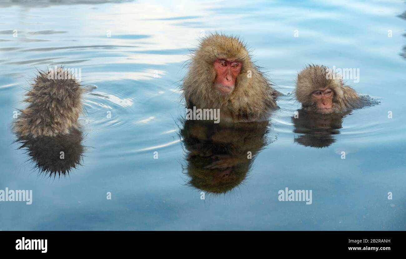 Family of Japanese macaques in the water of natural hot springs. The ...