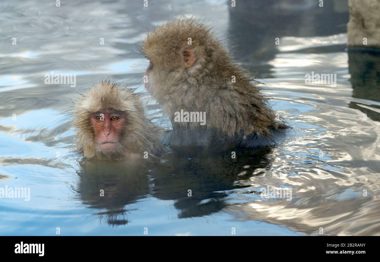 Family of Japanese macaques cleans wool each other in the water of ...
