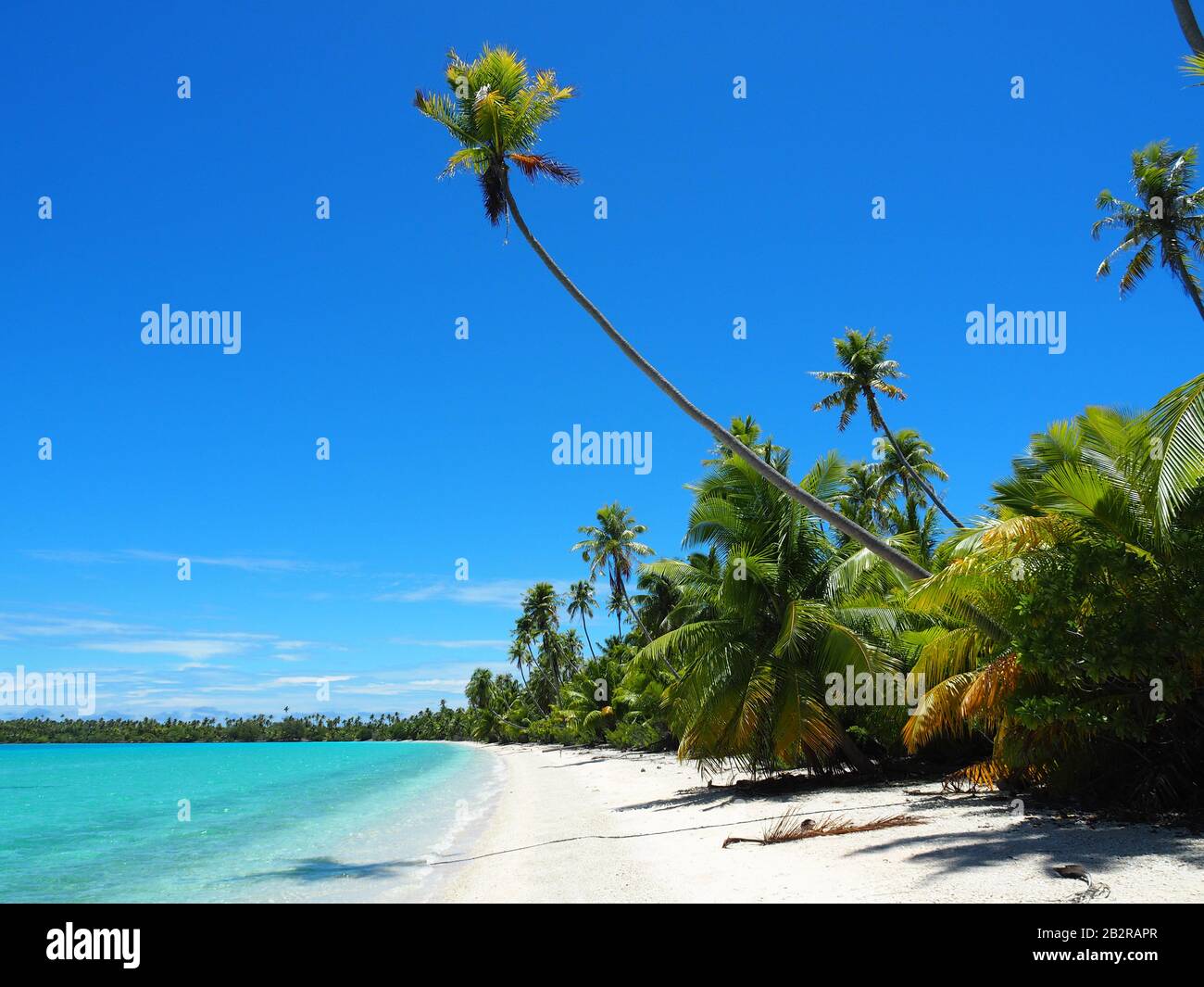 French Polynesia - Fakarava: lonely beach with high palm tree Stock ...