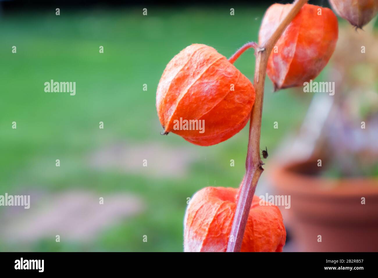 Lampion flower called "Physalis Alkekengi" with a blurry background ...