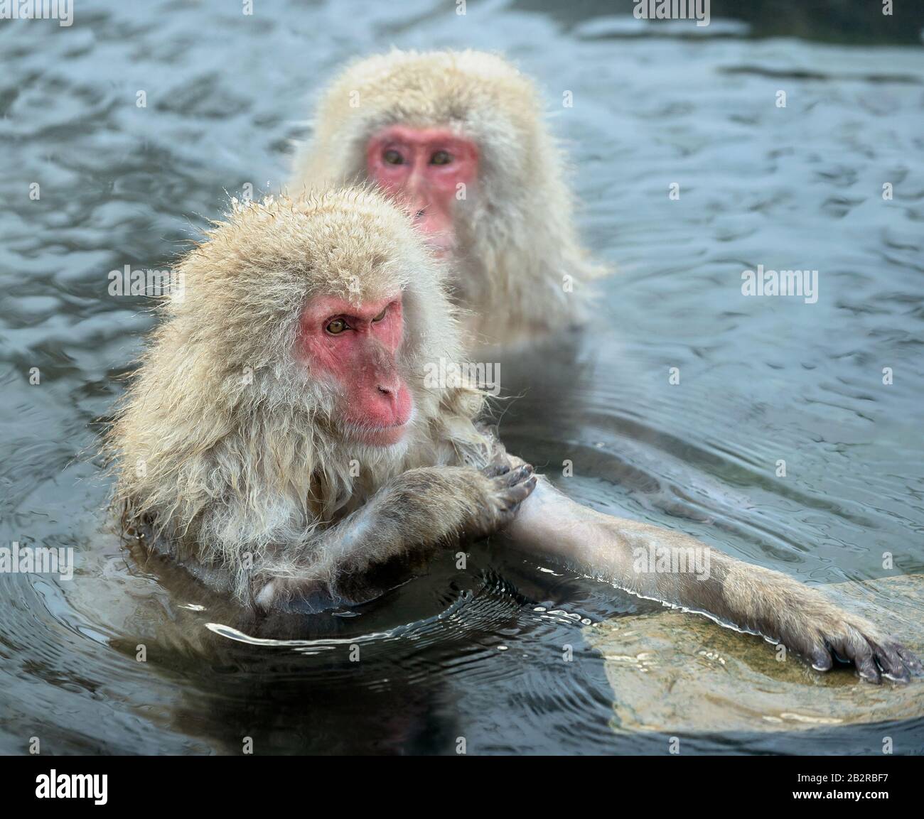 Family of Japanese macaques cleans wool each other in the water of ...