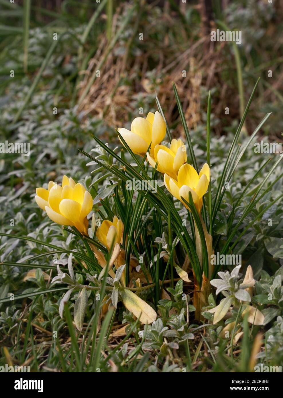 early crocuses in full sun Stock Photo - Alamy