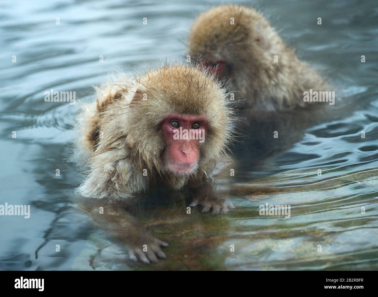 Family of Japanese macaques cleans wool each other in the water of ...