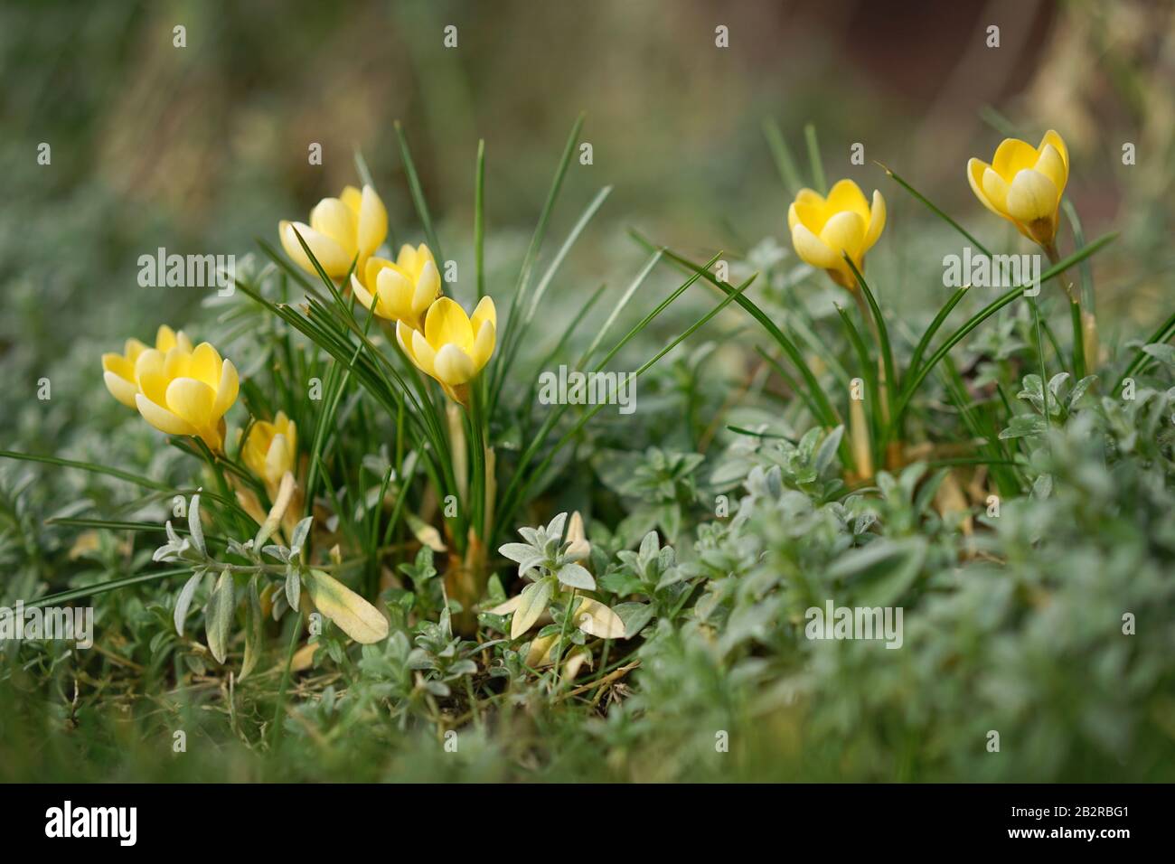 early crocuses in full sun Stock Photo - Alamy