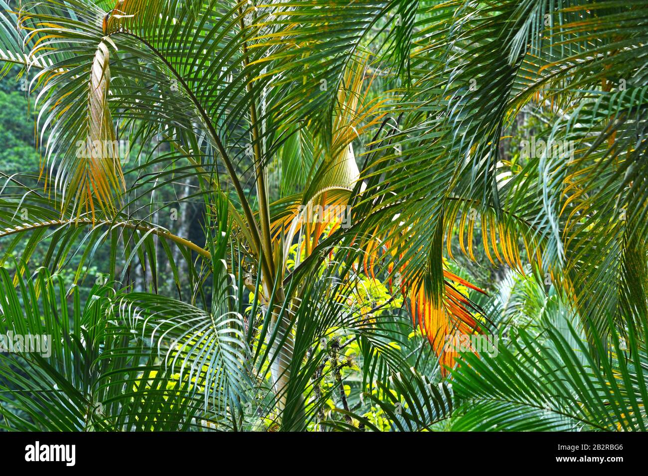Beautiful tropical forest palm trees hi-res stock photography and ...