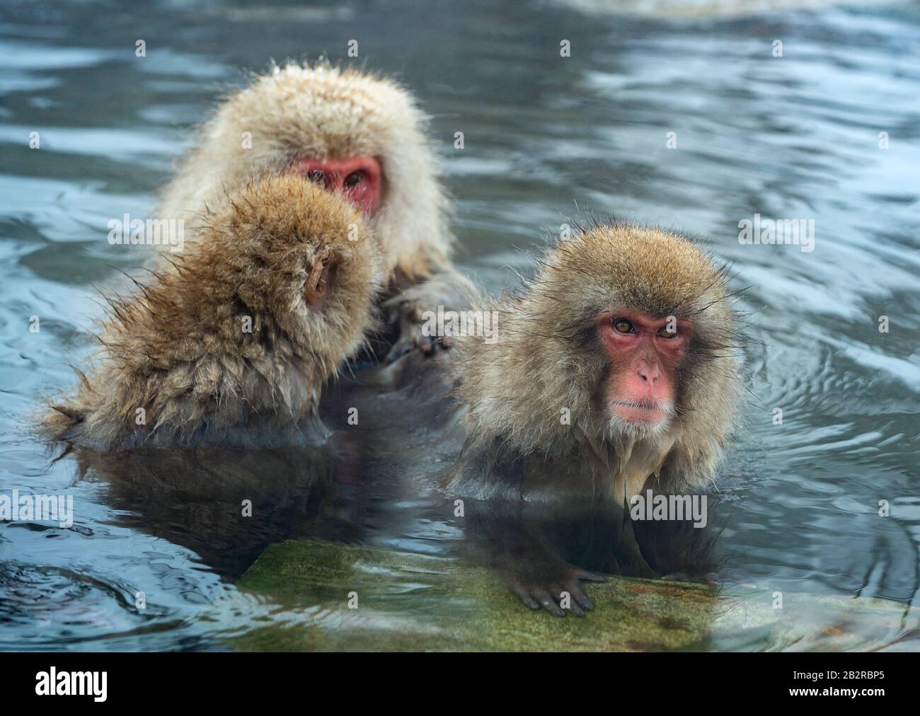 Family of Japanese macaques cleans wool each other in the water of ...