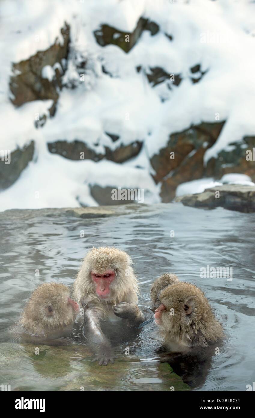 Family of Japanese macaques cleans wool each other in the water of ...