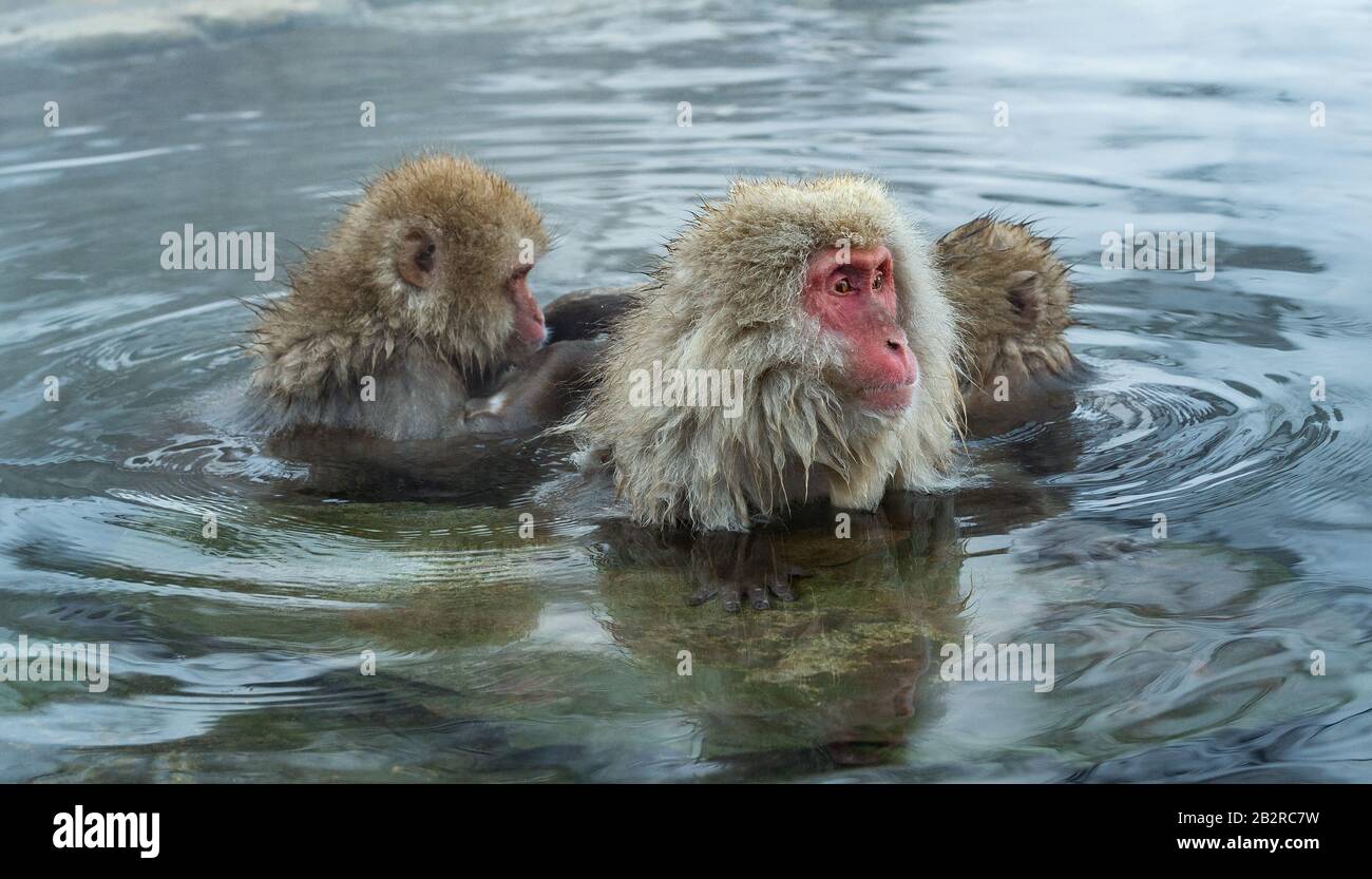 Family of Japanese macaques cleans wool each other in the water of ...