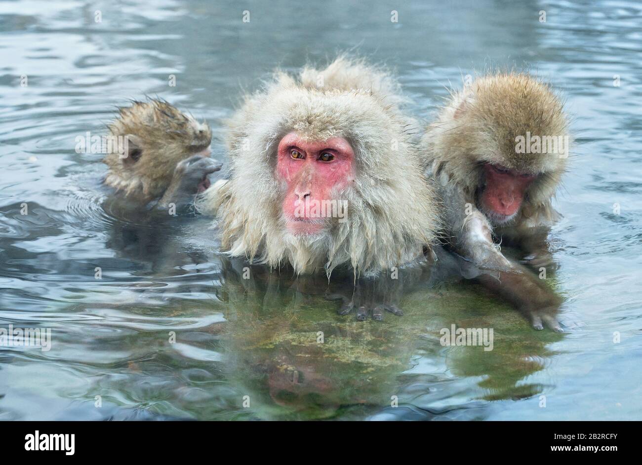 Family of Japanese macaques cleans wool each other in the water of ...