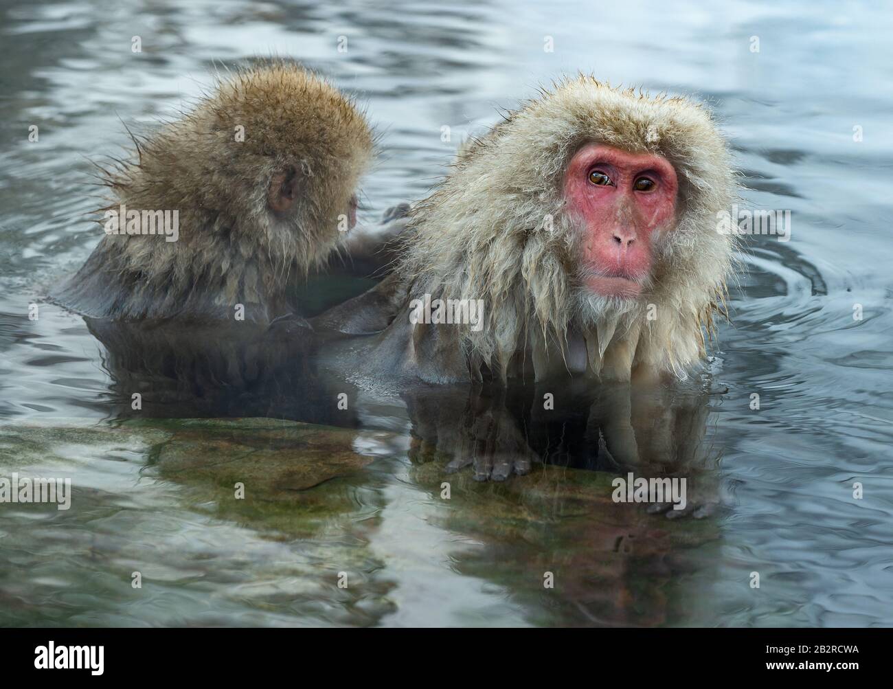 Family of Japanese macaques cleans wool each other in the water of ...