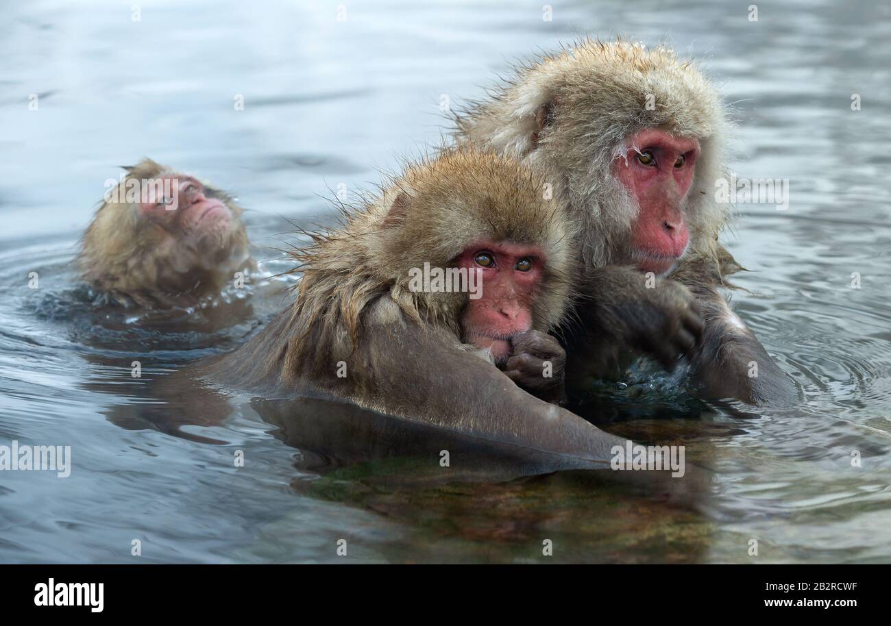 Family of Japanese macaques cleans wool each other in the water of ...