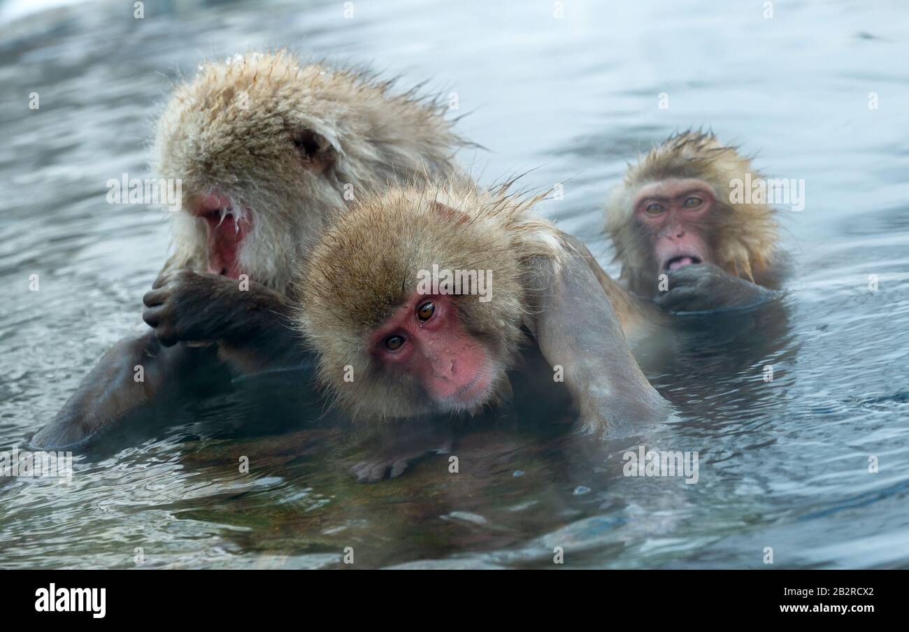 Family of Japanese macaques cleans wool each other in the water of ...