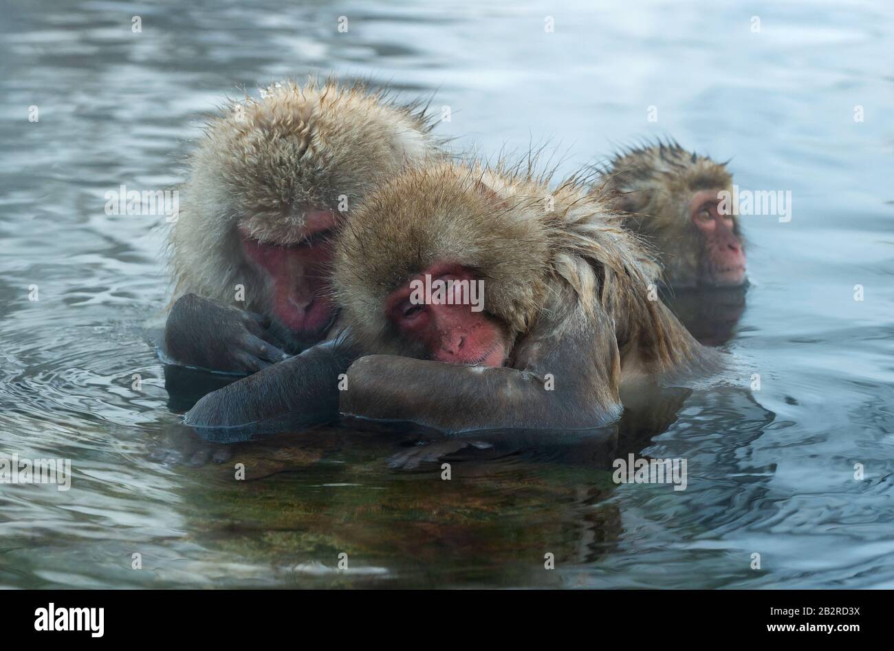 Family of Japanese macaques cleans wool each other in the water of ...