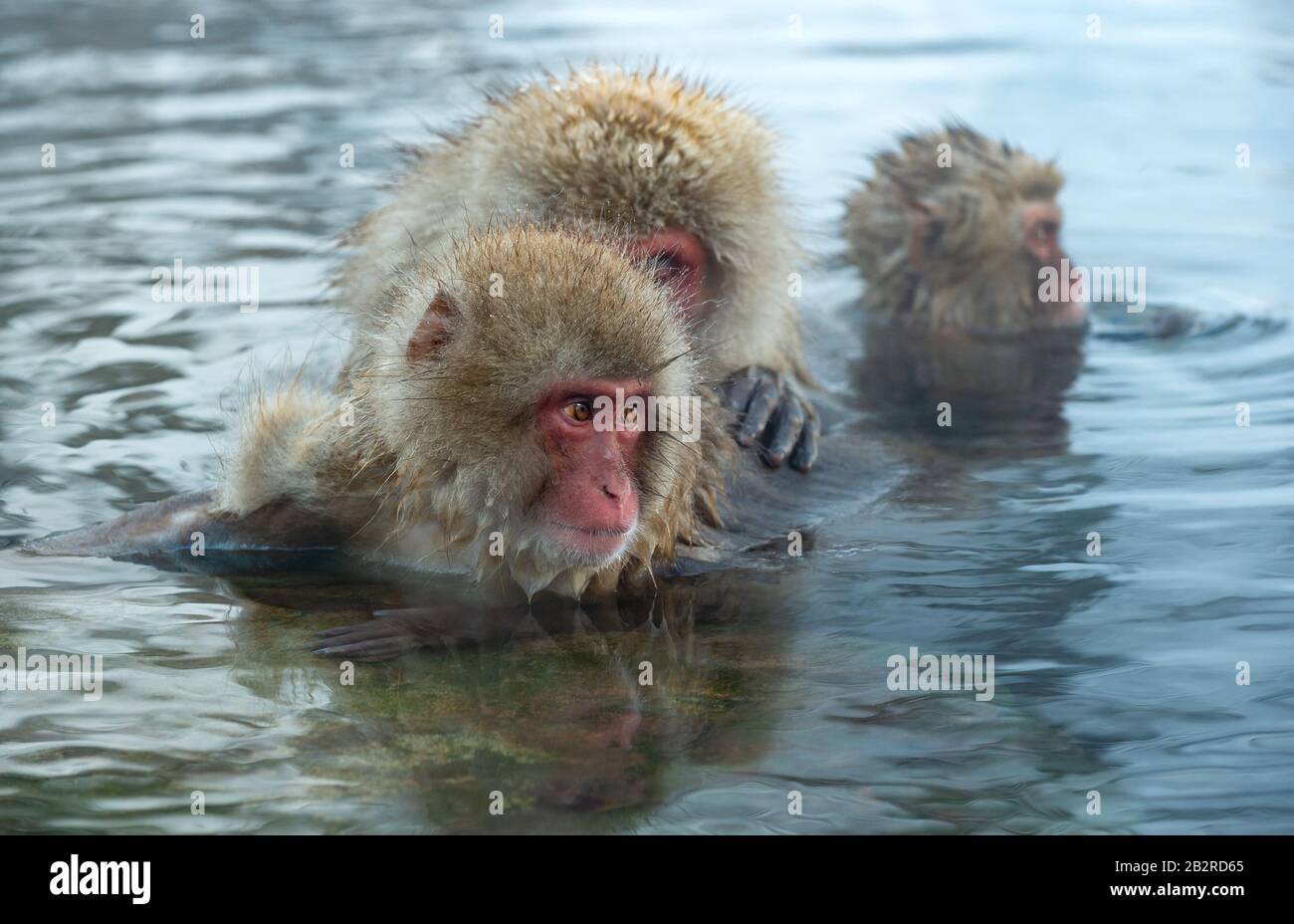 Family of Japanese macaques in the water of natural hot springs. The ...