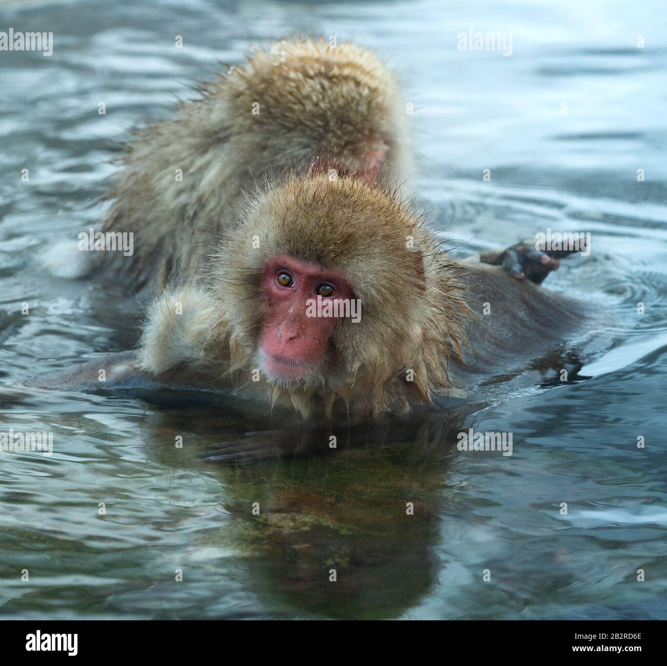 Family of Japanese macaques cleans wool each other in the water of ...