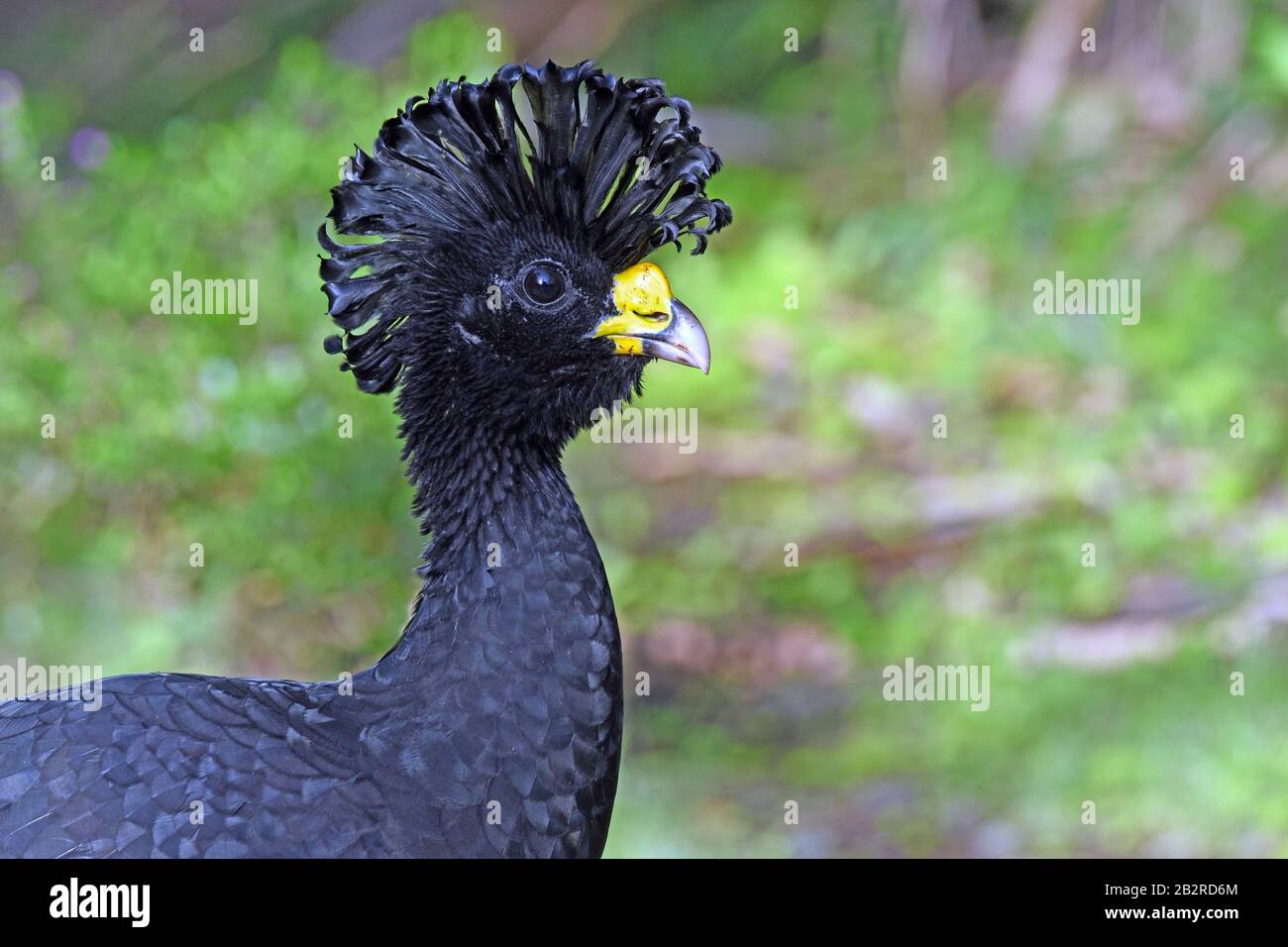 Great curassow male Stock Photo - Alamy