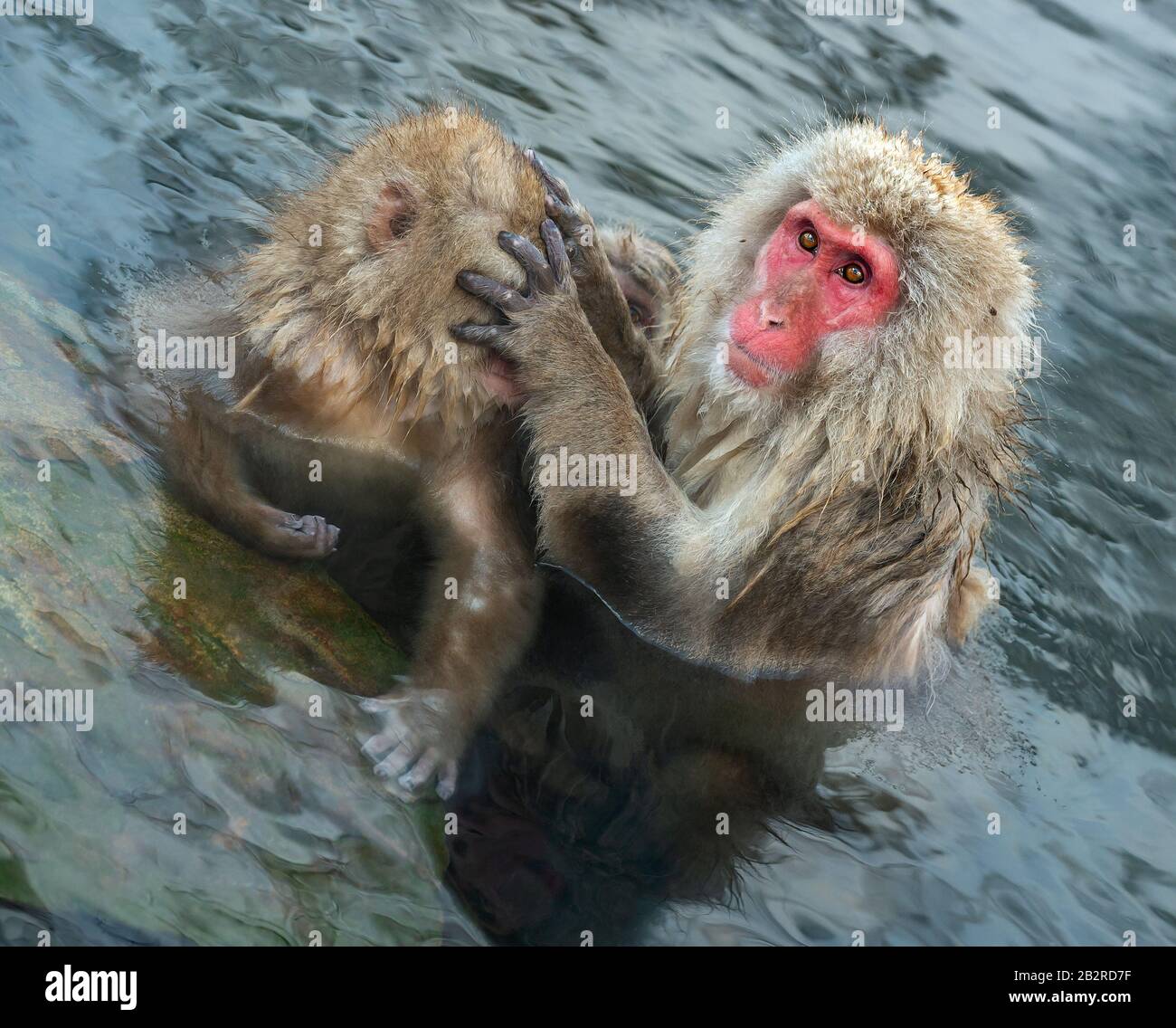 Family of Japanese macaques cleans wool each other in the water of ...
