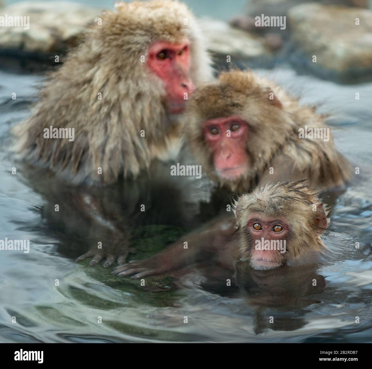 Family of Japanese macaques in the water of natural hot springs. The ...