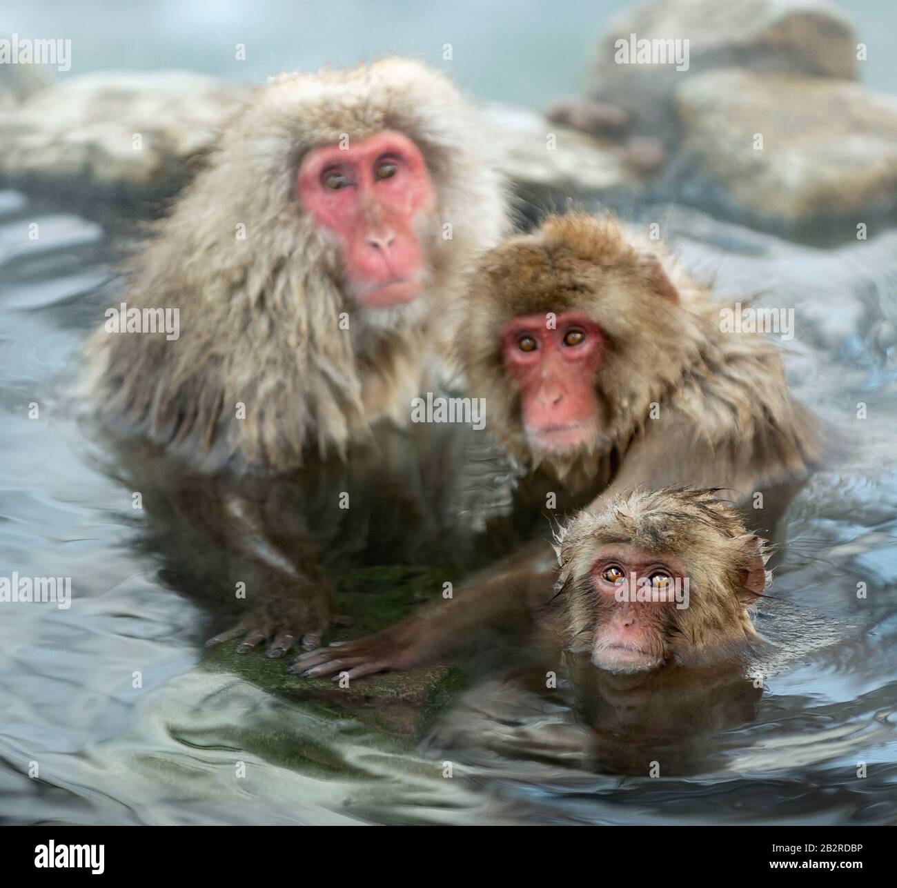 Family of Japanese macaques in the water of natural hot springs. The ...