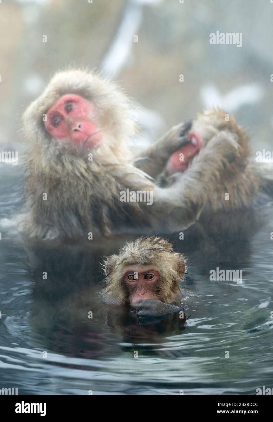 Family of Japanese macaques cleans wool each other in the water of ...