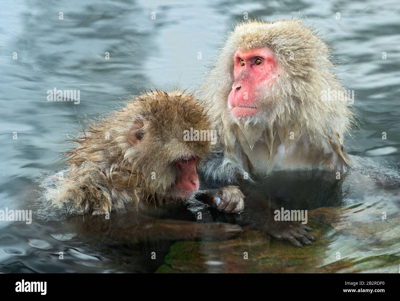 Family of Japanese macaques cleans wool each other in the water of ...