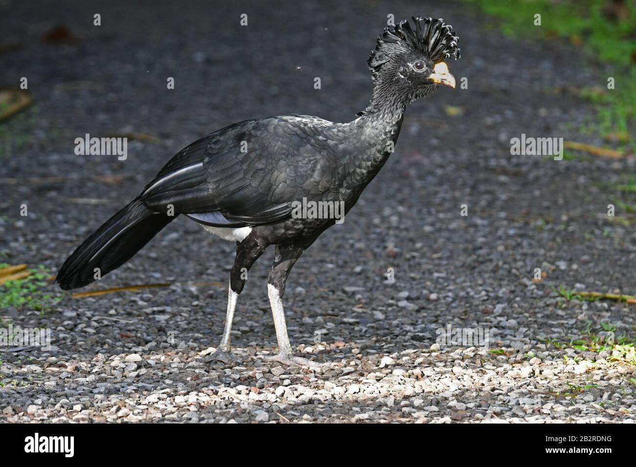 Great curassow male Stock Photo - Alamy