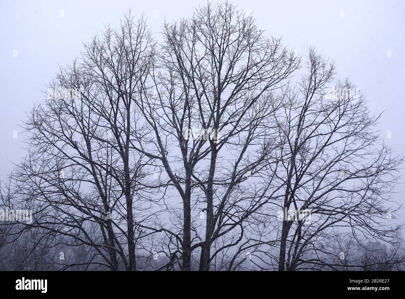 Snow-covered Trees, Tohoku Region, Yamagata, Japan Stock Photo - Alamy
