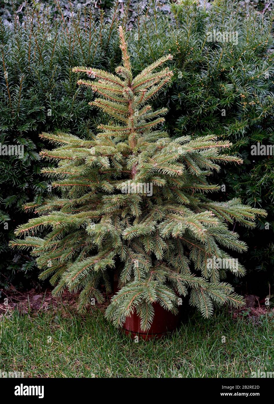 Christmas tree in a pot against the background of yew trees Stock Photo ...
