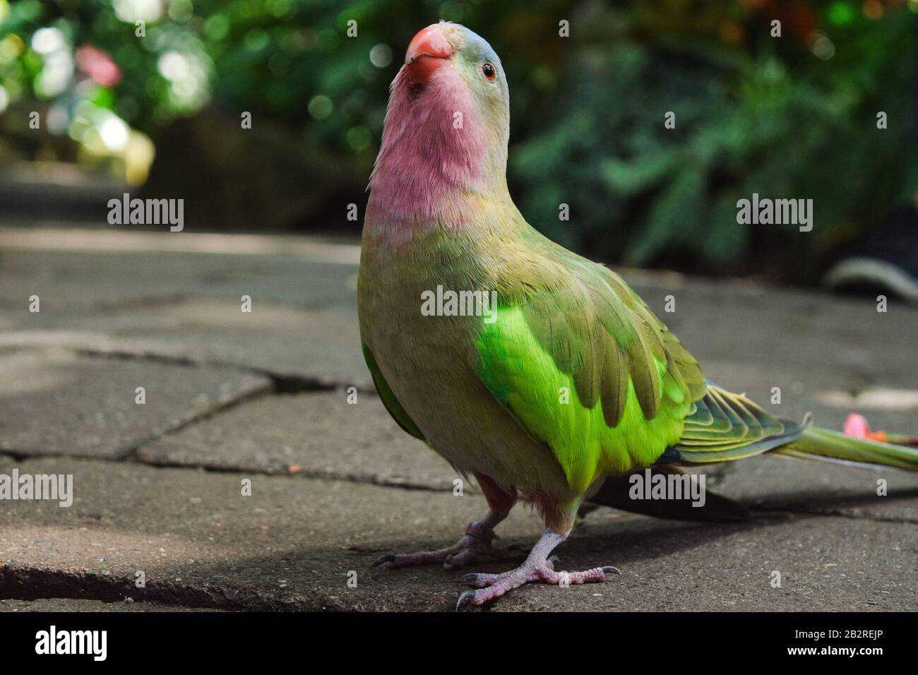 Adorable garden pathway hi-res stock photography and images - Alamy