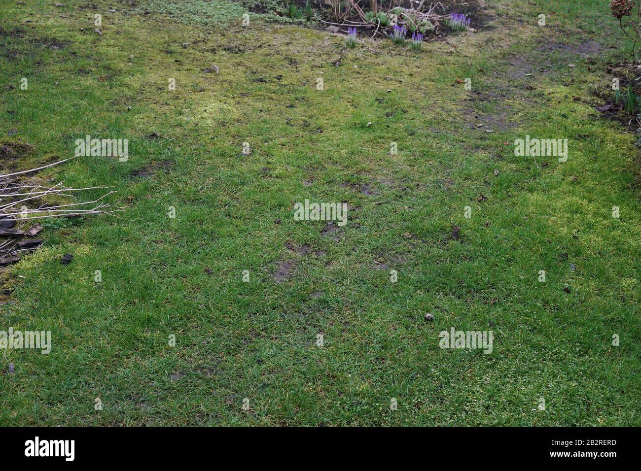 Lawn with moss hi-res stock photography and images - Alamy