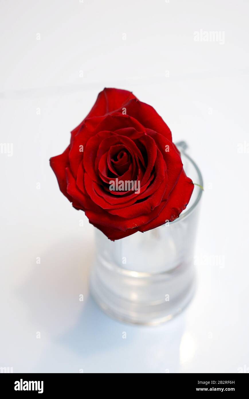 red, fully developed rose from above in a glass vase on a white ...