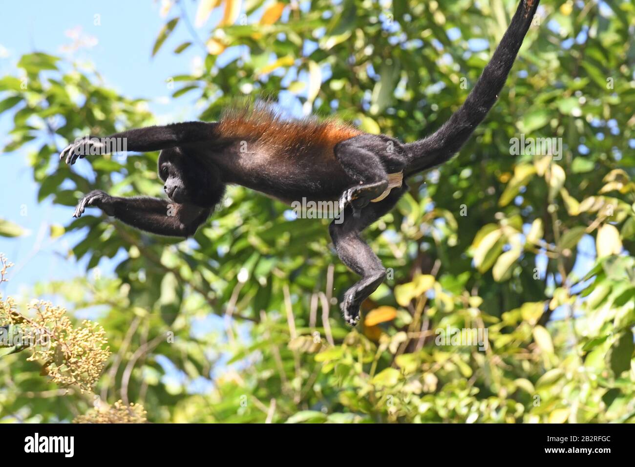 Howler monkey jump in the jungle canopy Stock Photo - Alamy