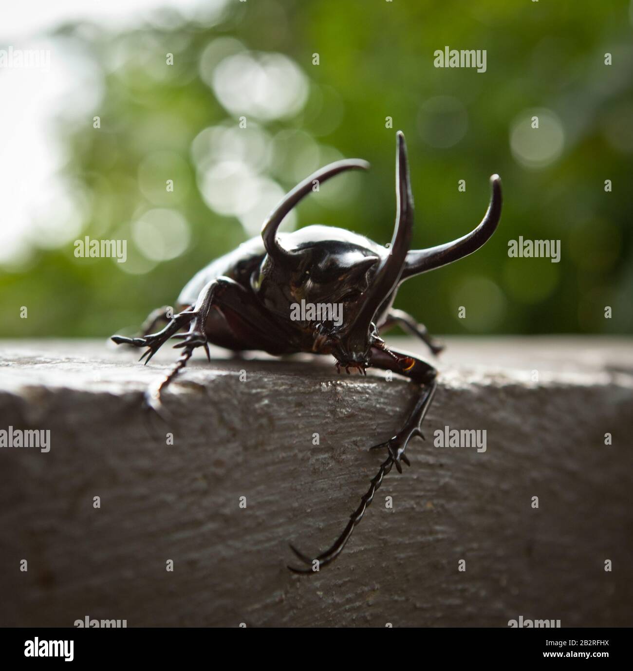 Black rhinoceros beetle in wild nature close-up Stock Photo - Alamy