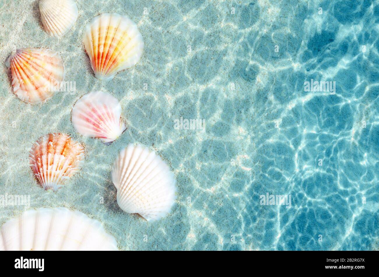 Seashells on the summer beach in sea water. Summer background. Summer ...